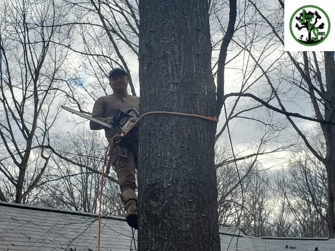 Contact Us Joshua Tree Service | Best Tree Service Near You